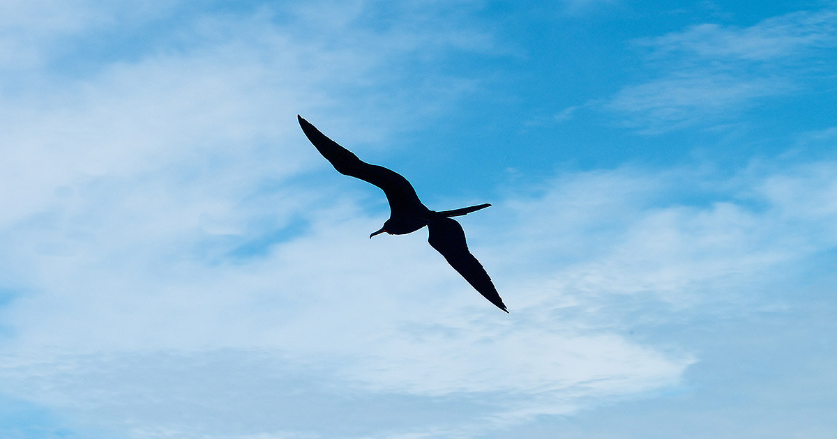 Dry Tortugas Birding | Dry Tortugas Bird Watching