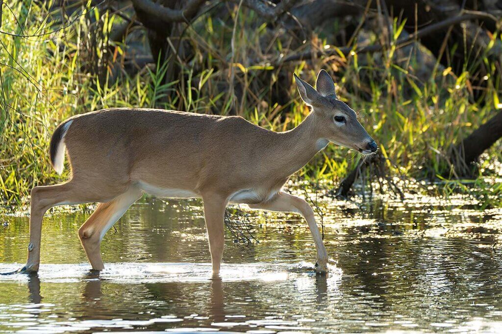 Discover Wildlife and Nature Preserves in the Florida Keys